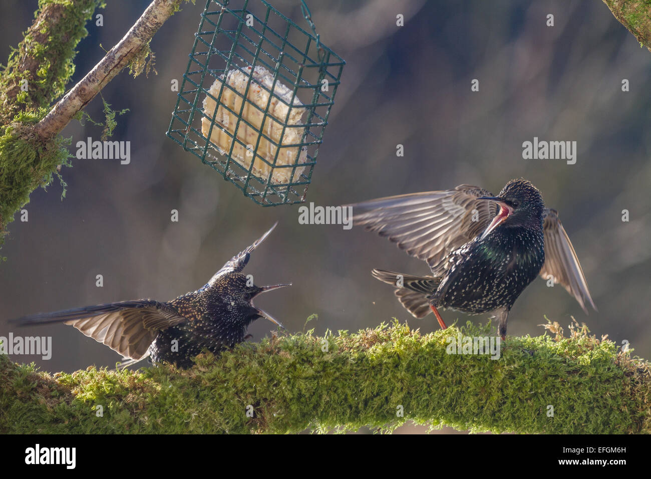 Birds fighting over food hi-res stock photography and images - Alamy