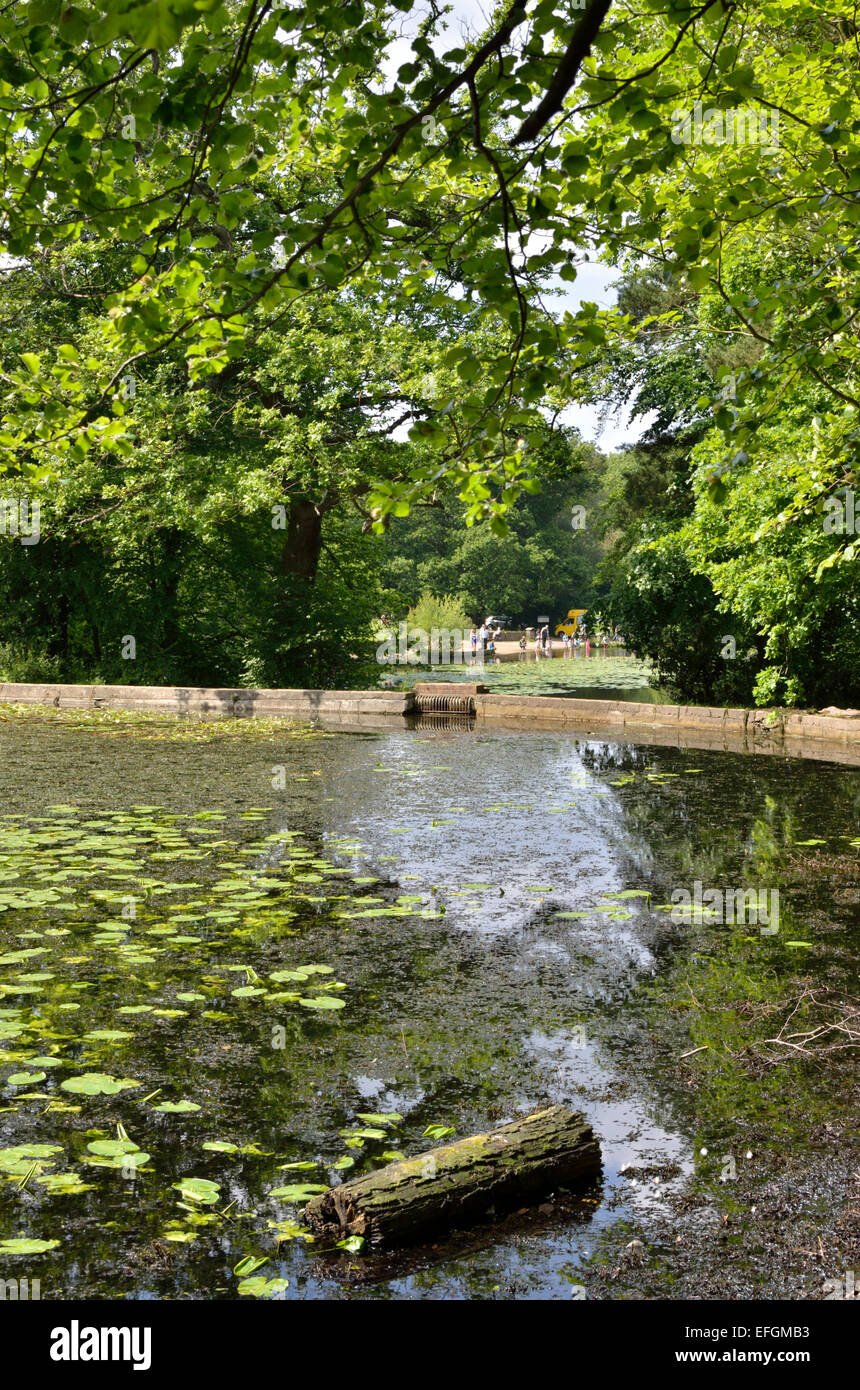 Keston Common ponds near Keston, Bromley, Kent, UK Stock Photo - Alamy