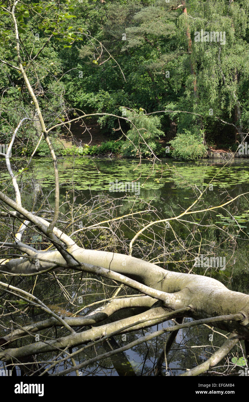 Keston Common ponds near Keston, Bromley, Kent, UK Stock Photo - Alamy