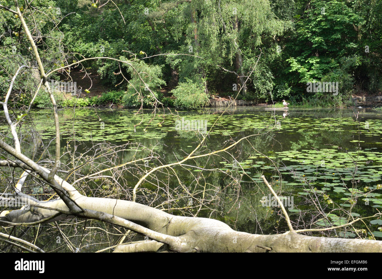 Keston Common ponds near Keston, Bromley, Kent, UK Stock Photo - Alamy