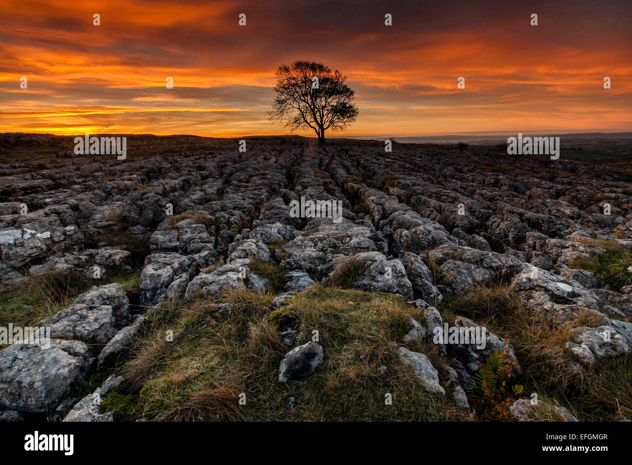 Famous tree hi-res stock photography and images - Alamy