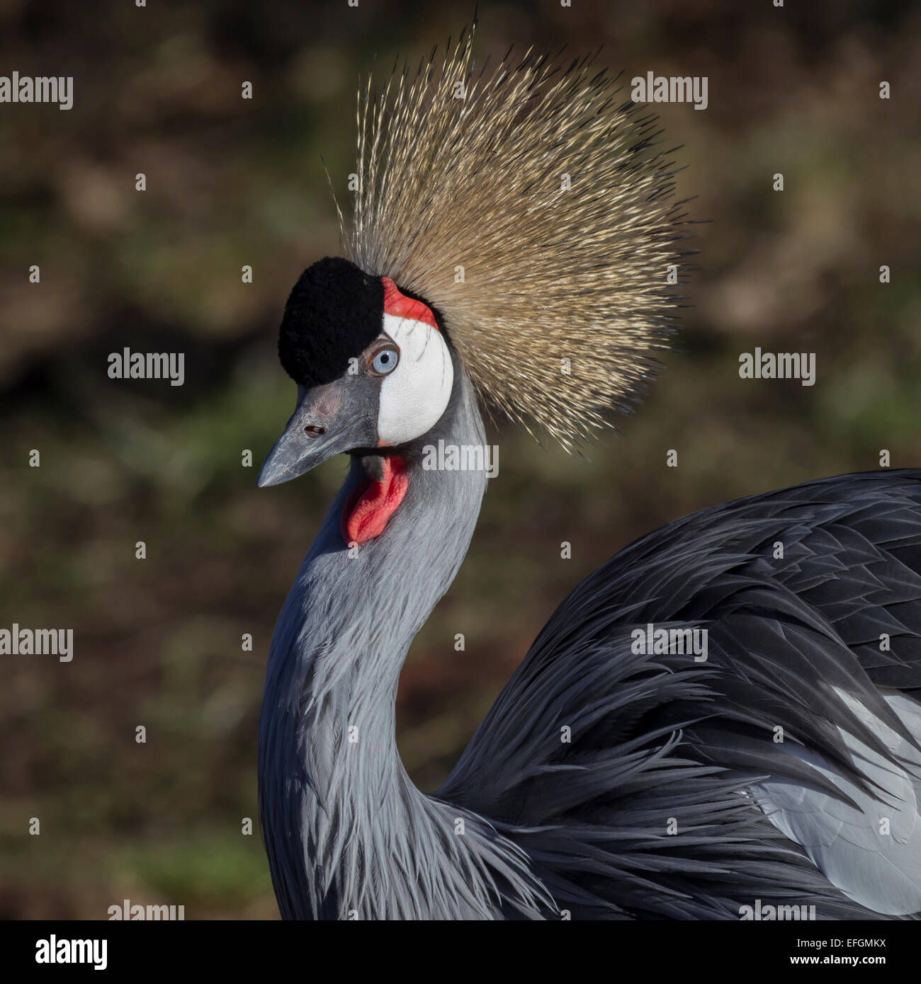 Gray african crane hi-res stock photography and images - Alamy