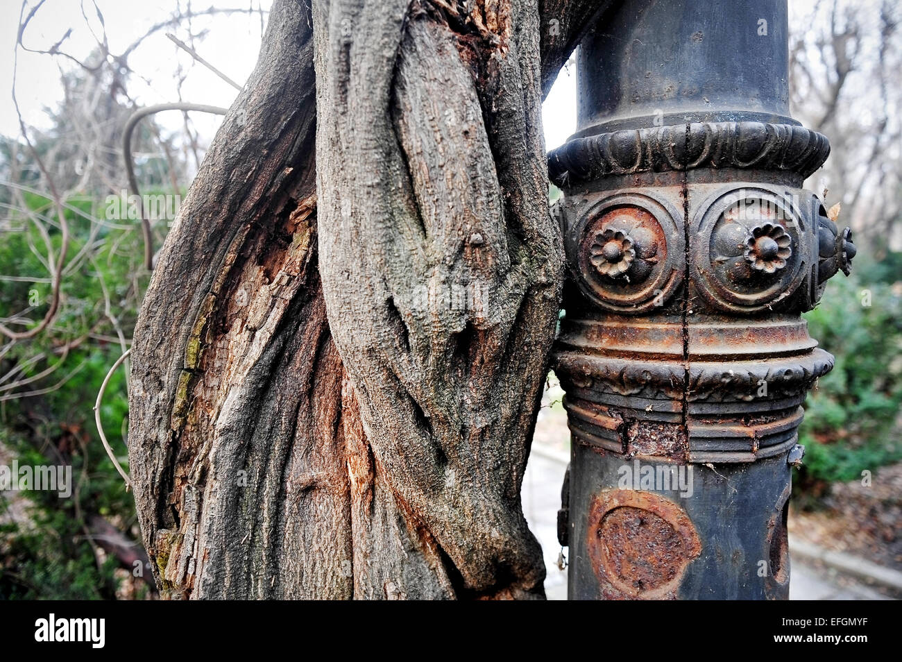 Detail with a wild creeper plant growing around an old rusty pole Stock ...