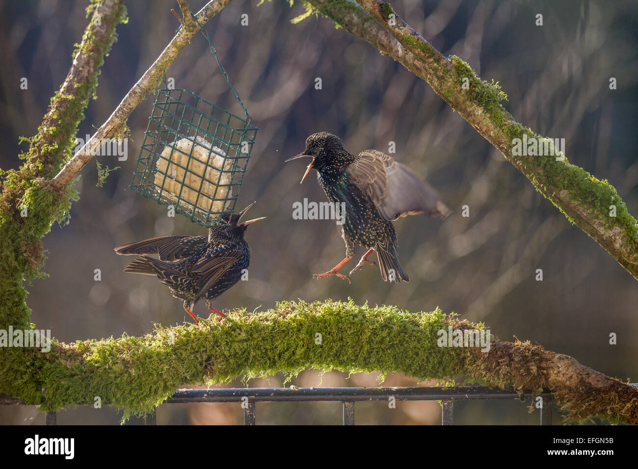 Birds fighting over food hi-res stock photography and images - Alamy