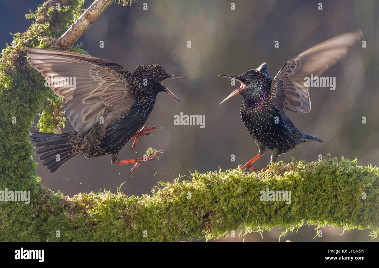 Bird Feeders Tree High Resolution Stock Photography and Images - Alamy