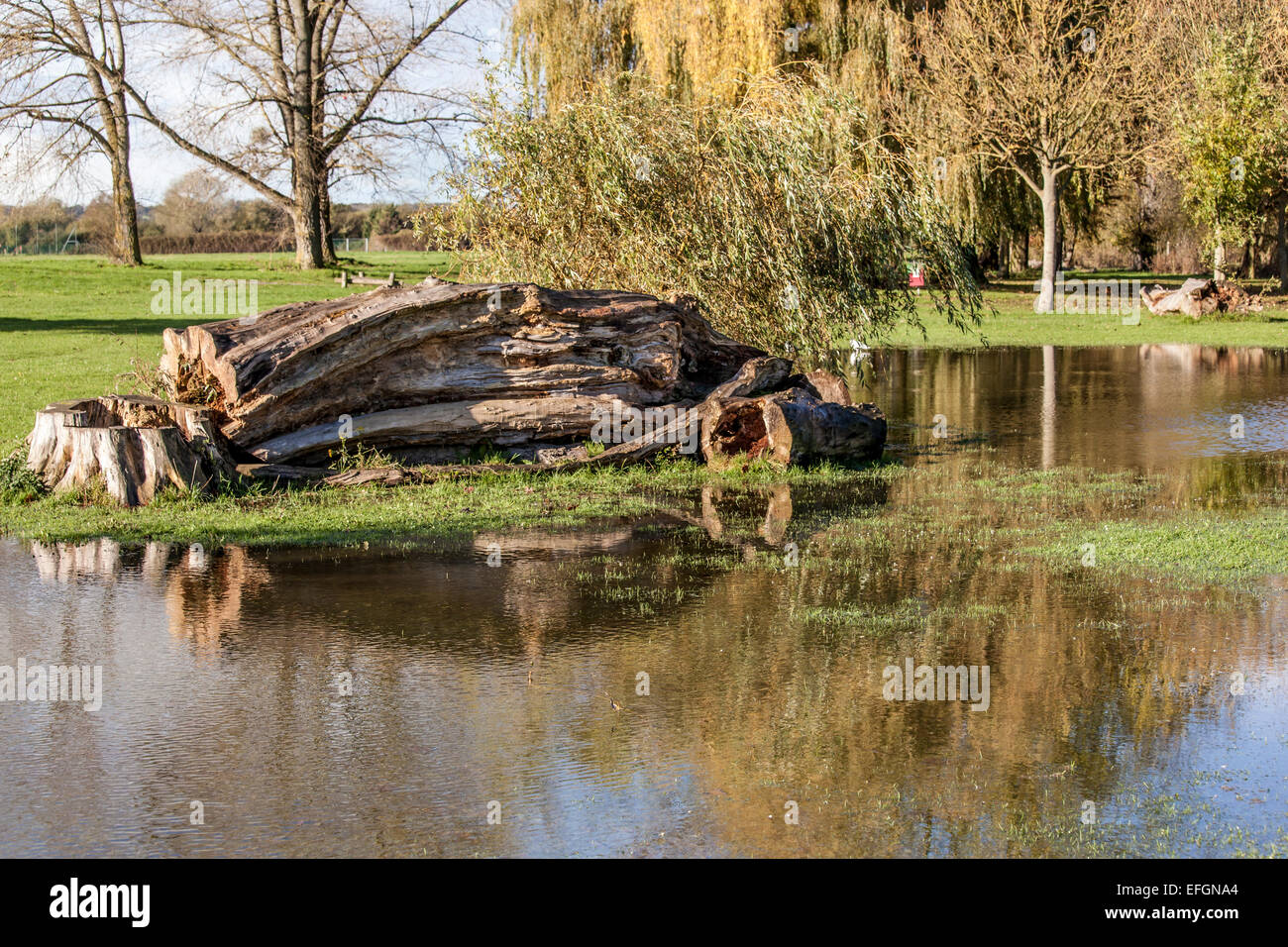 Rotting log hi-res stock photography and images - Alamy