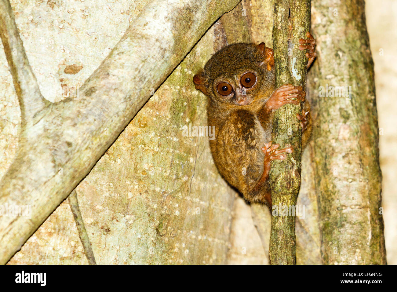 Tarsius Spectrum High Resolution Stock Photography and Images - Alamy