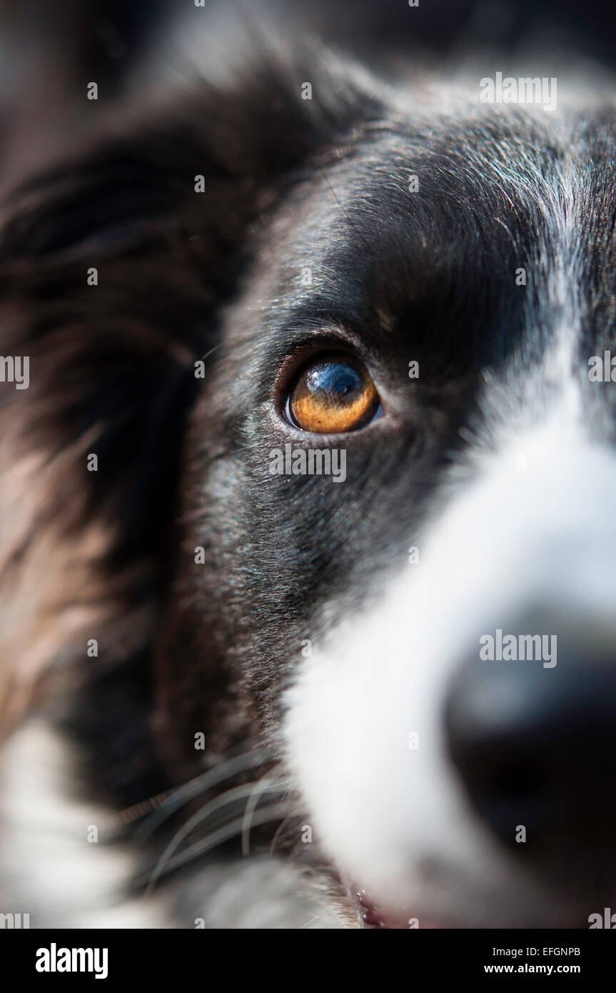 Beautiful black white border collie hi-res stock photography and images ...