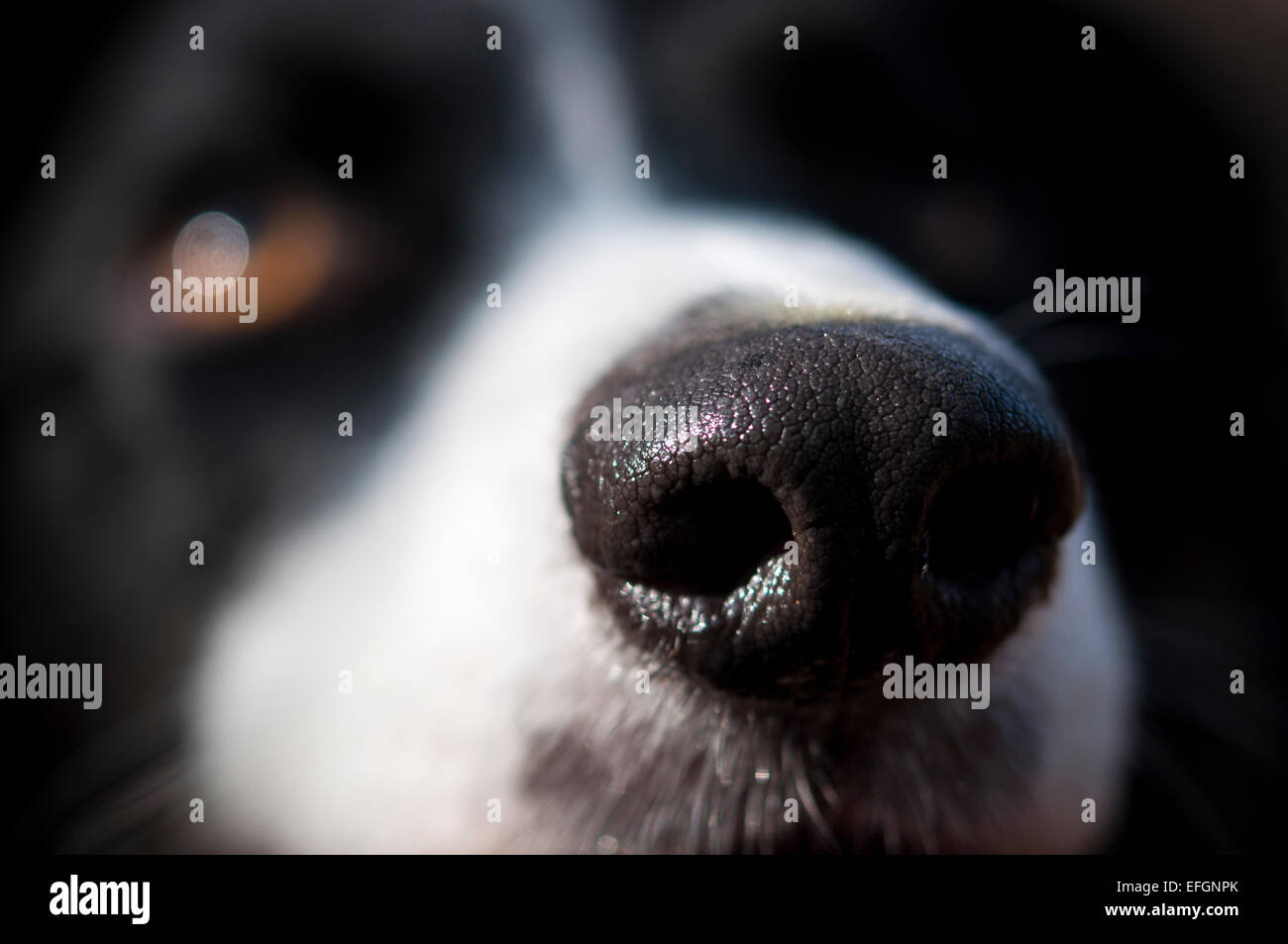 What Is Collie Nose