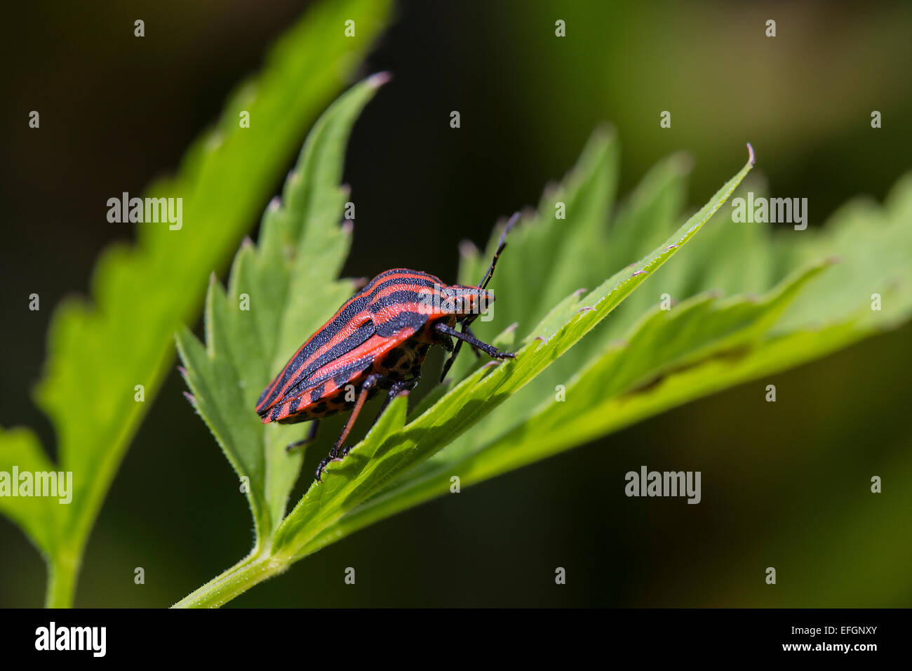 Black and red coloured bug in the nature Stock Photo - Alamy