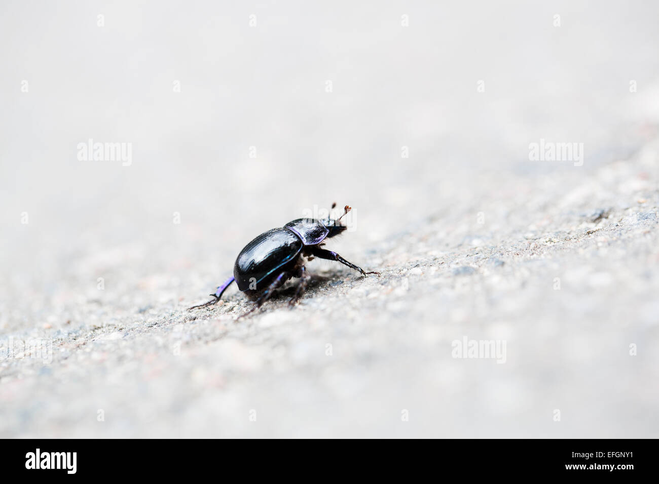 Grey thorax hi-res stock photography and images - Alamy