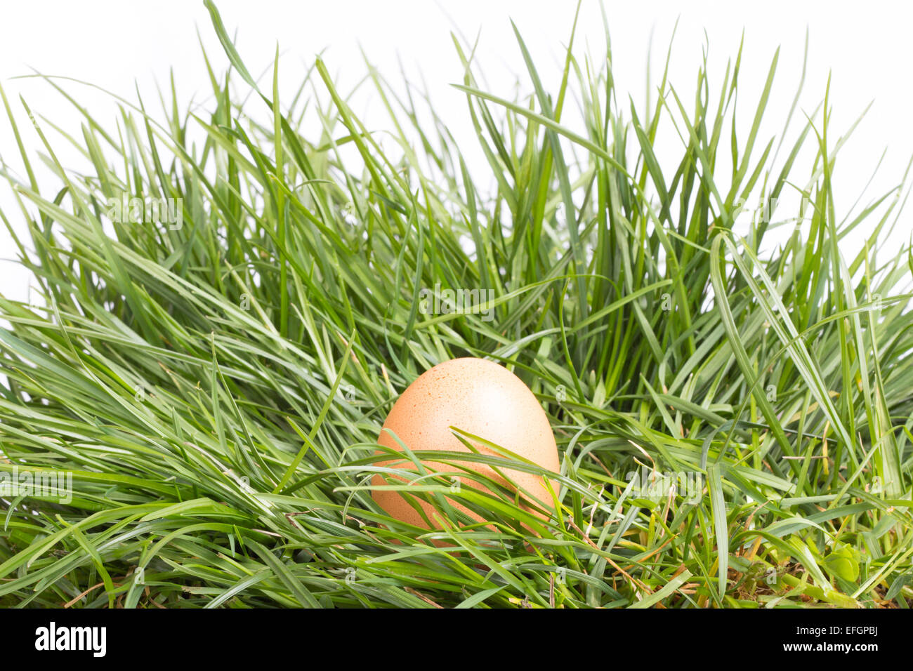 Spring eggs hi-res stock photography and images - Alamy