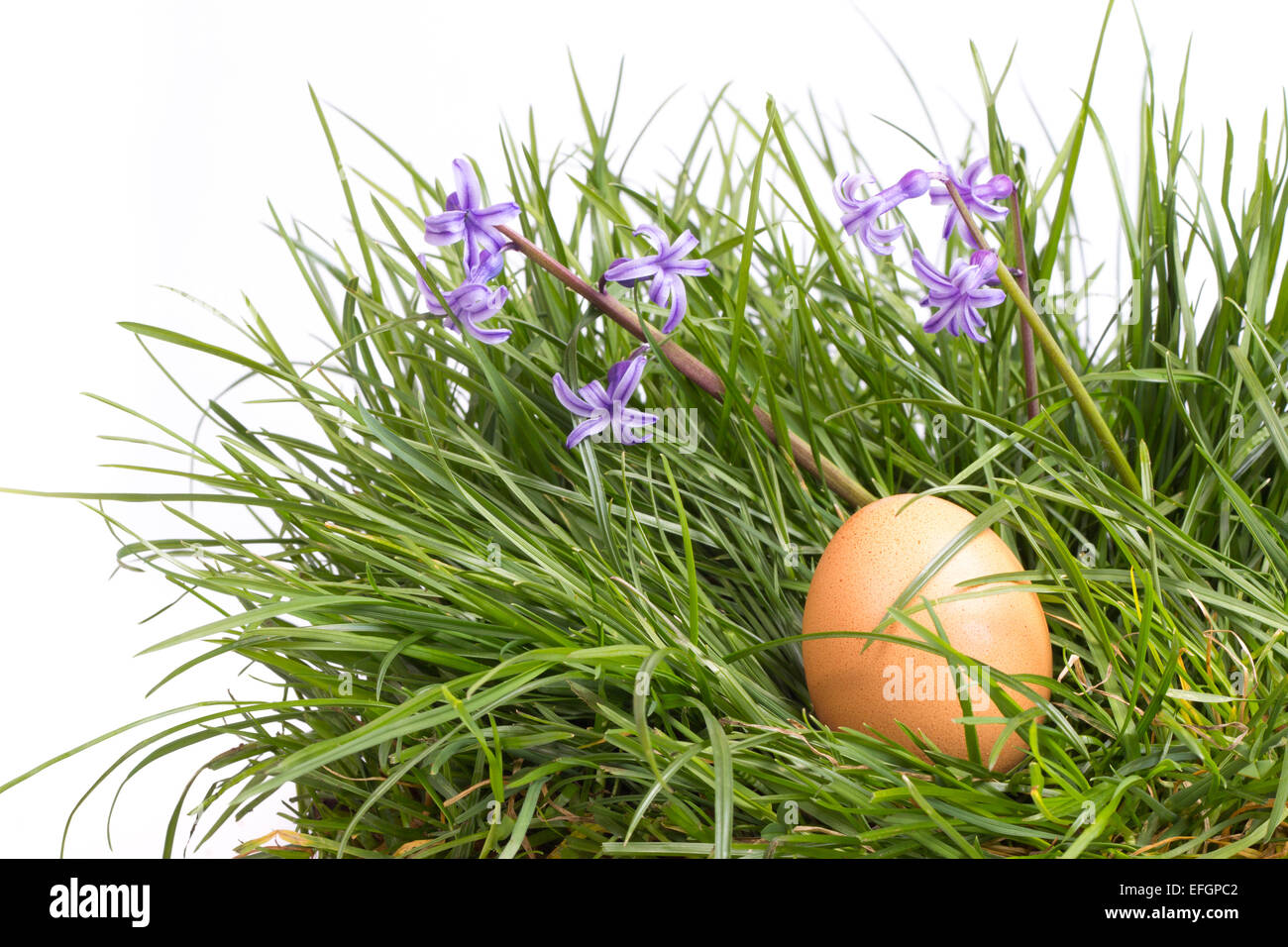 easter eggs in grass with spring flower Stock Photo - Alamy