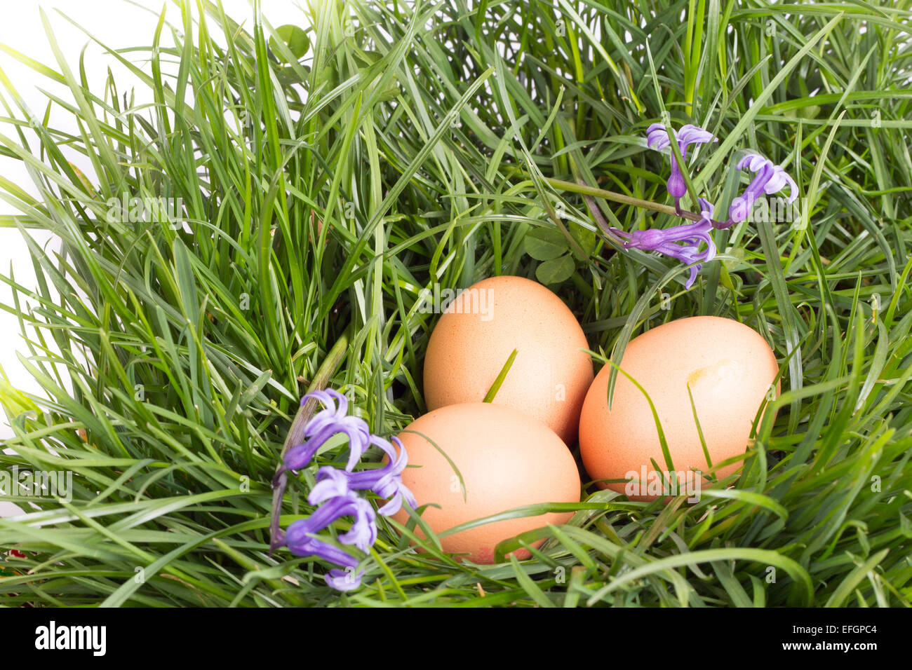 easter eggs in grass with spring flower Stock Photo - Alamy