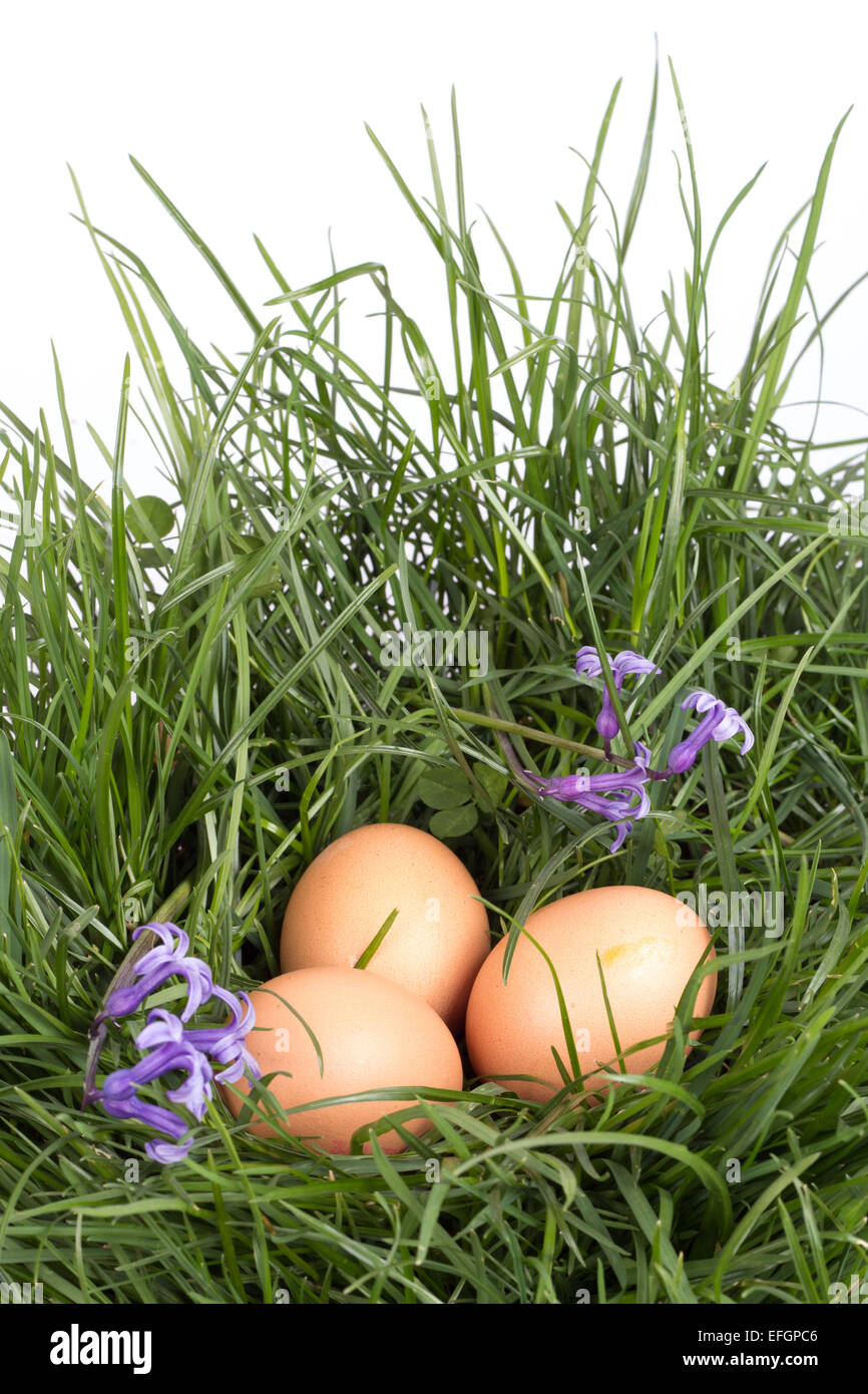 easter eggs in grass with spring flower Stock Photo - Alamy