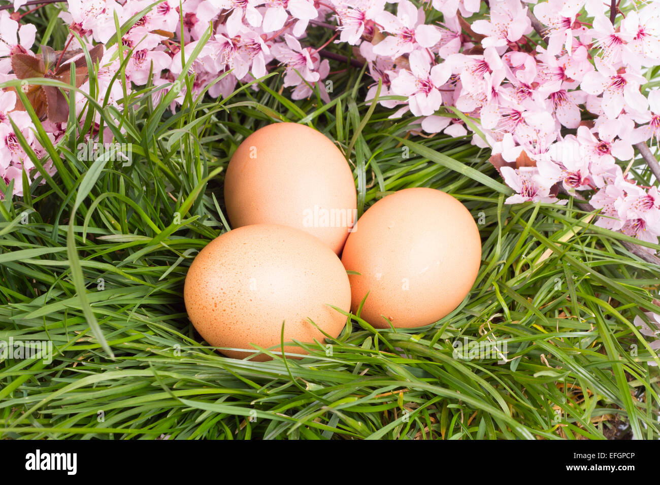 easter eggs in grass with spring flower Stock Photo - Alamy