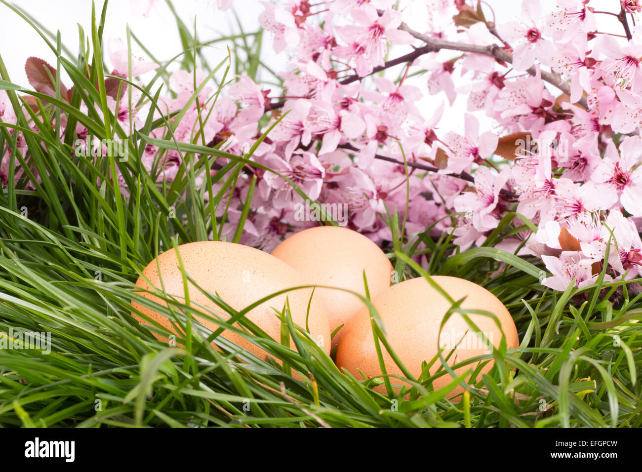 easter eggs in grass with spring flower Stock Photo - Alamy