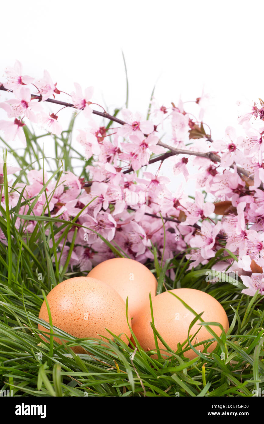 easter eggs in grass with spring flower Stock Photo - Alamy