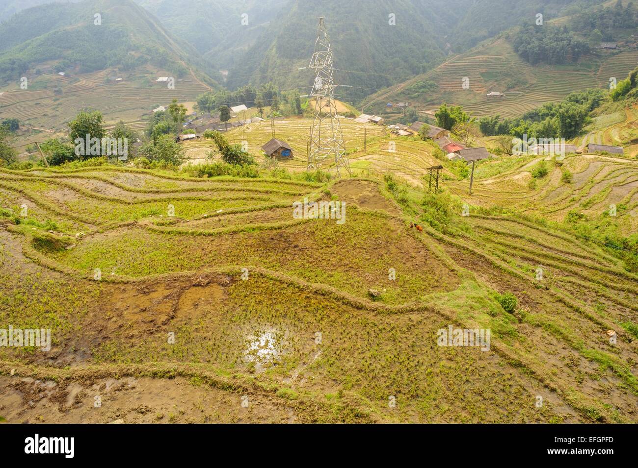 Rice fields on terraced of Cat Cat Village, Sapa Vietnam Stock Photo ...