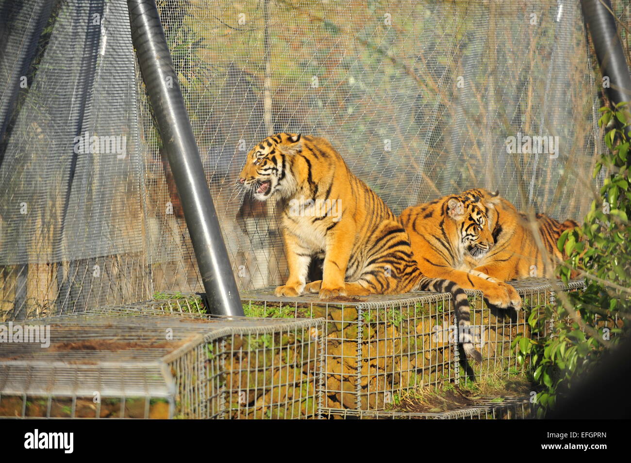 ZSL, London Zoo, UK. 4th February, 2015. One year old Sumatran tiger ...
