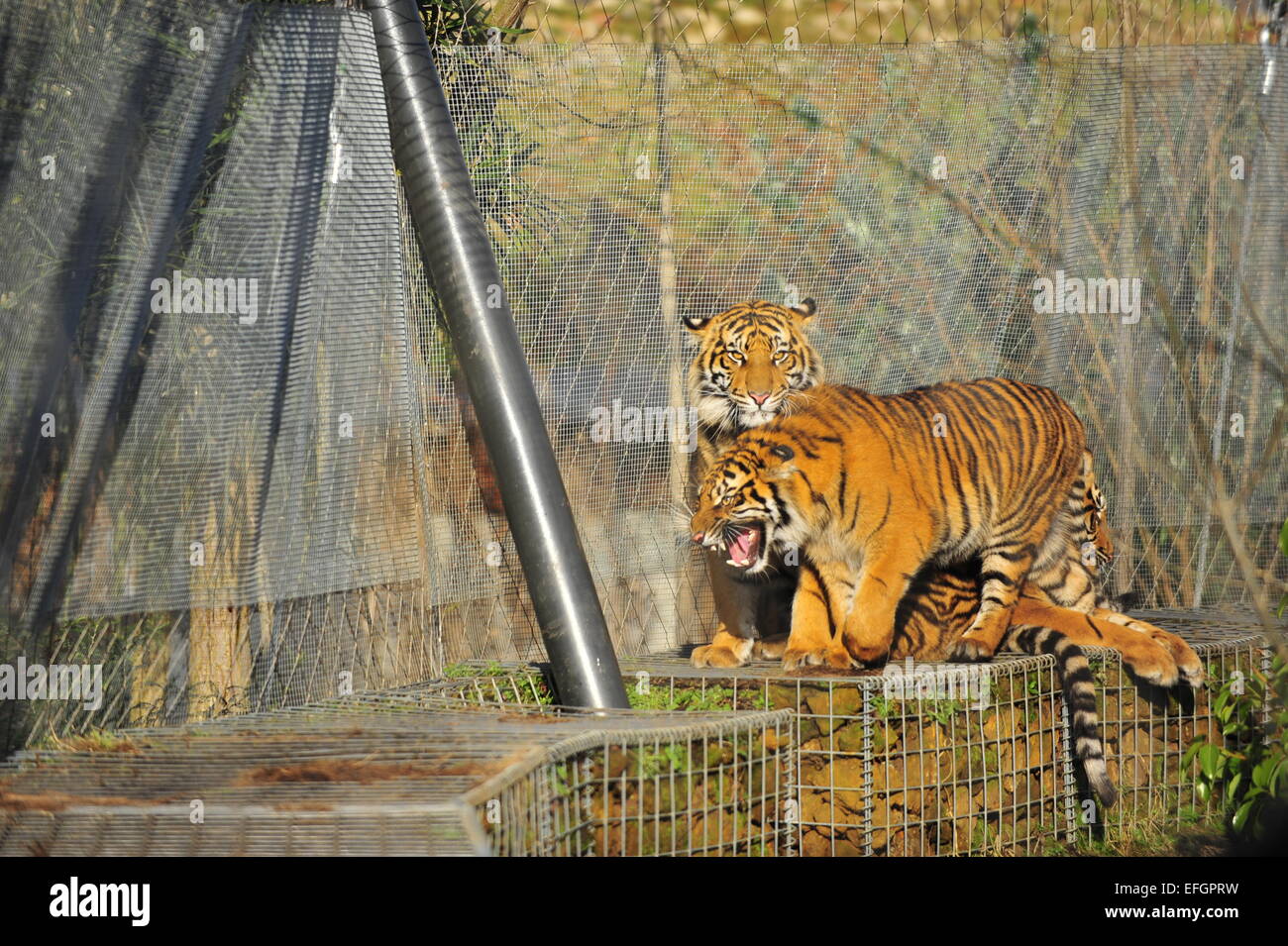 ZSL, London Zoo, UK. 4th February, 2015. One year old Sumatran tiger ...