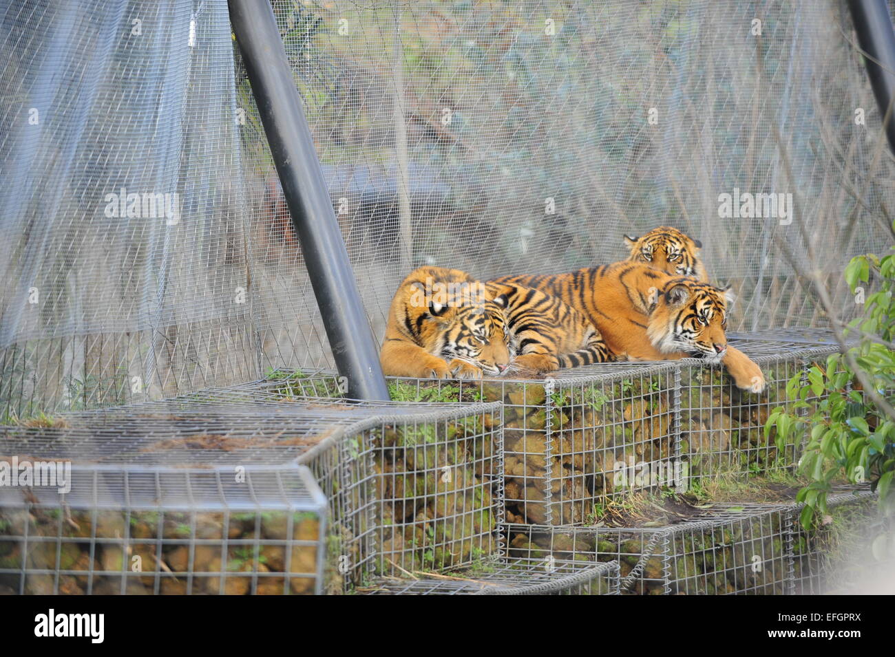 ZSL, London Zoo, UK. 4th February, 2015. One year old Sumatran tiger ...