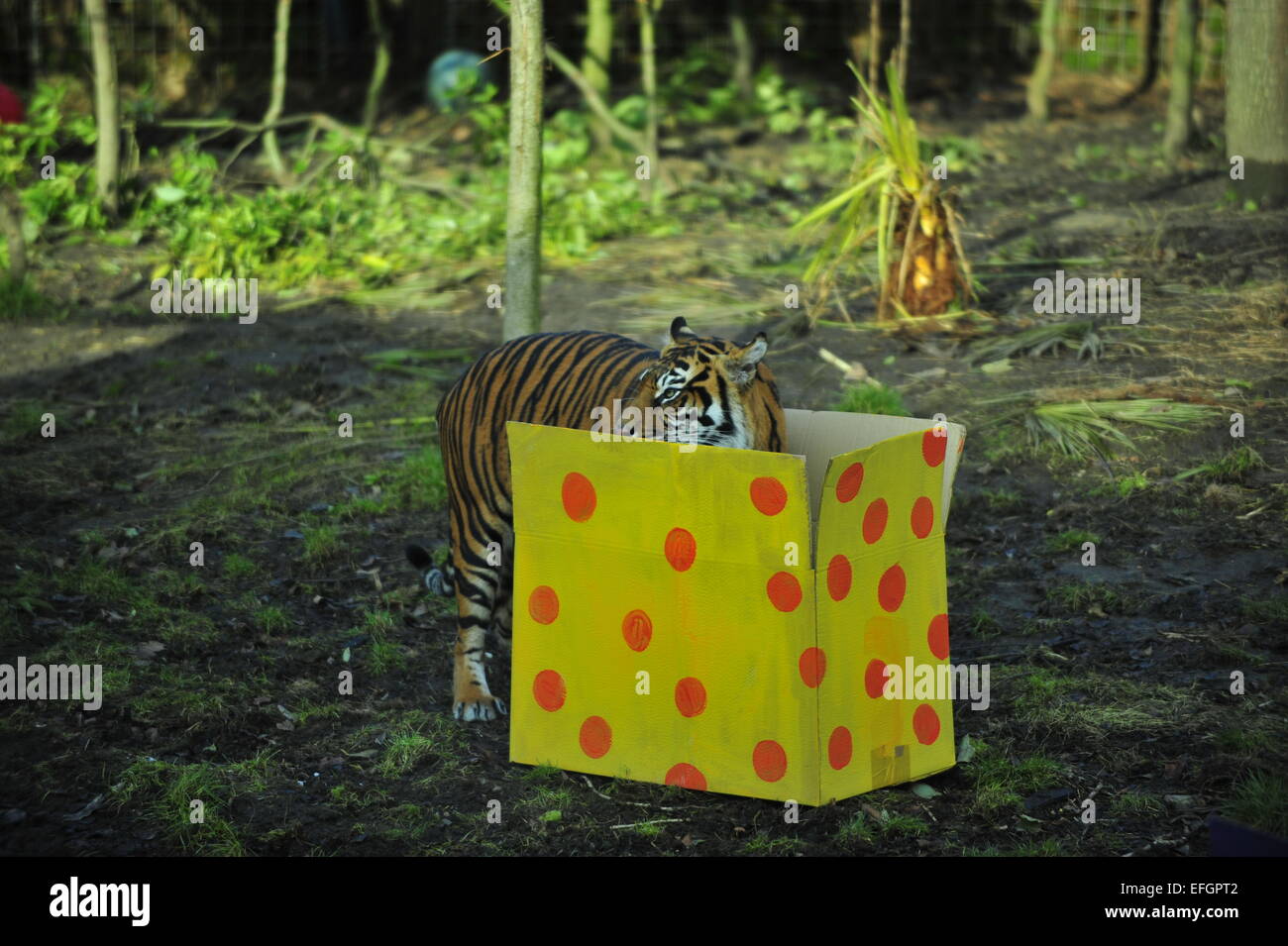 ZSL, London Zoo, UK. 4th February, 2015. One year old Sumatran tiger ...