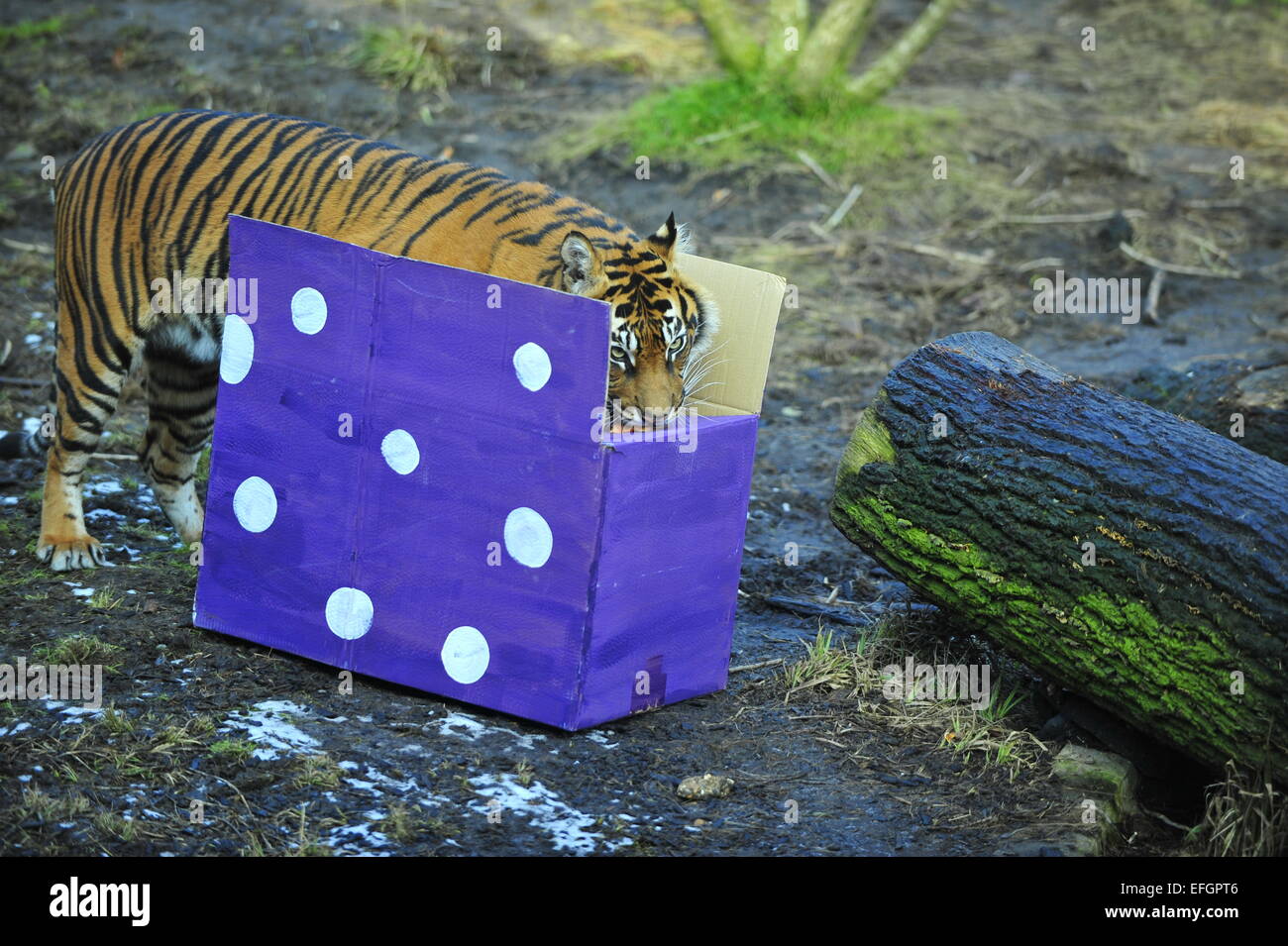 ZSL, London Zoo, UK. 4th February, 2015. One year old Sumatran tiger ...