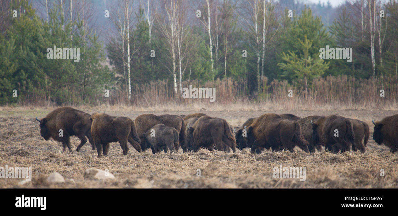 European Bison herd in snow less winter time against pine trees in ...