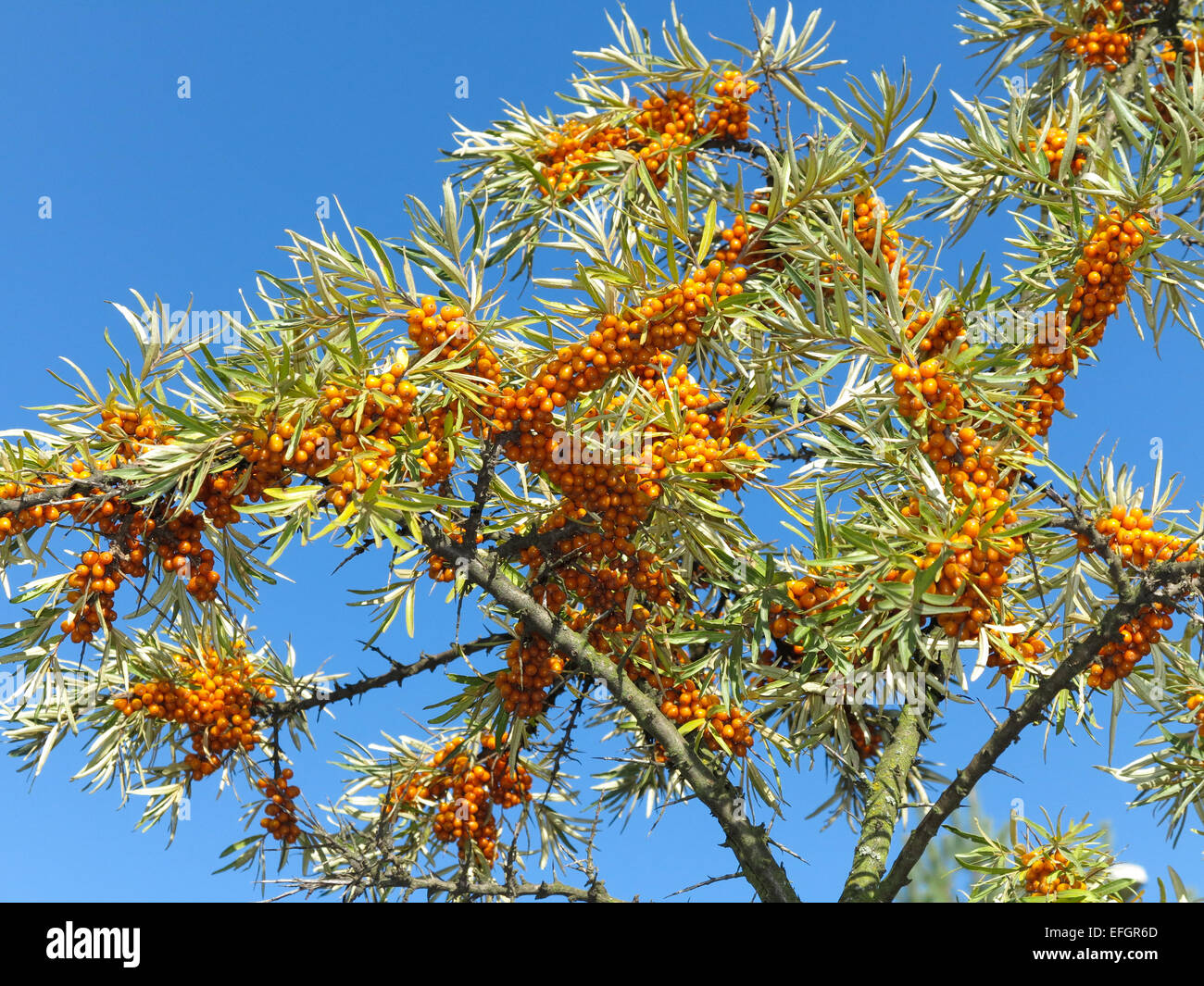 Sea fruit hi-res stock photography and images - Alamy