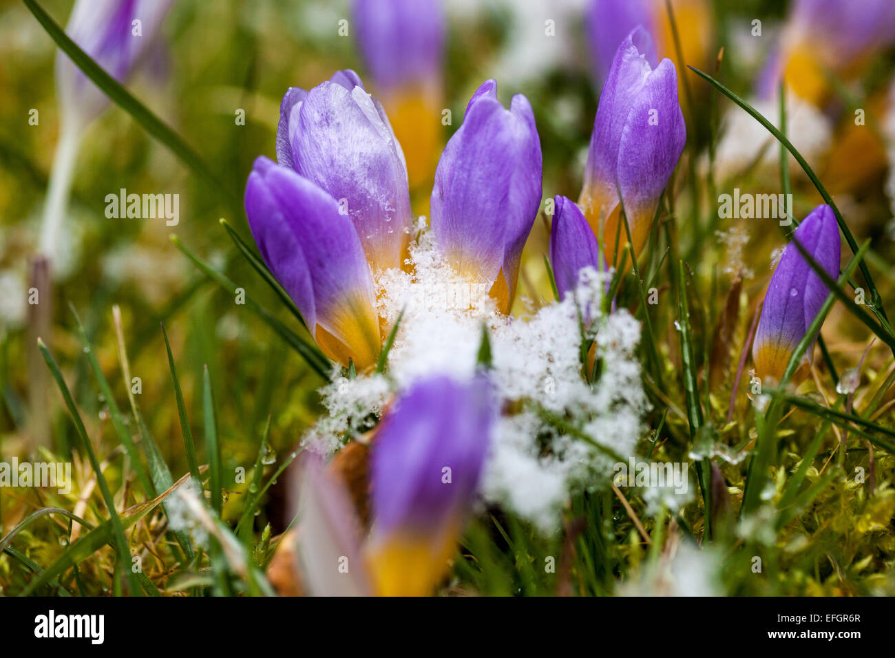 Crocus sieberi 'Firefly' in the snow Stock Photo - Alamy
