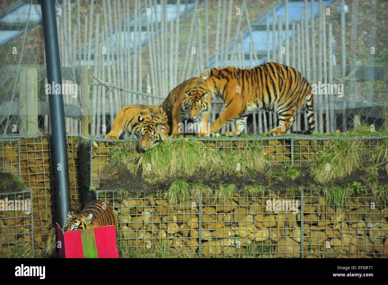 Tiger territory box hi-res stock photography and images - Alamy