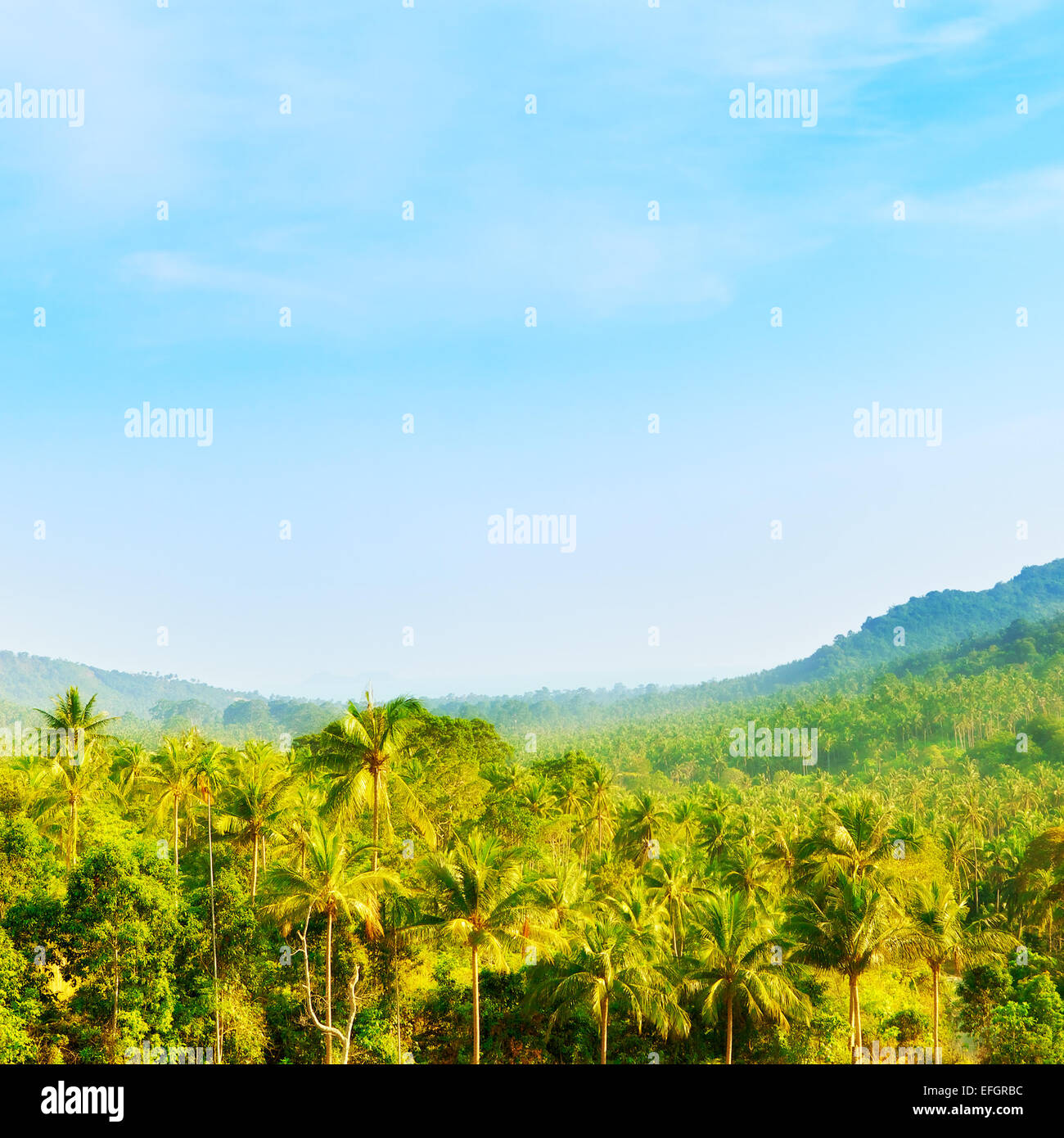 Beautiful jungle landscape hi-res stock photography and images - Alamy
