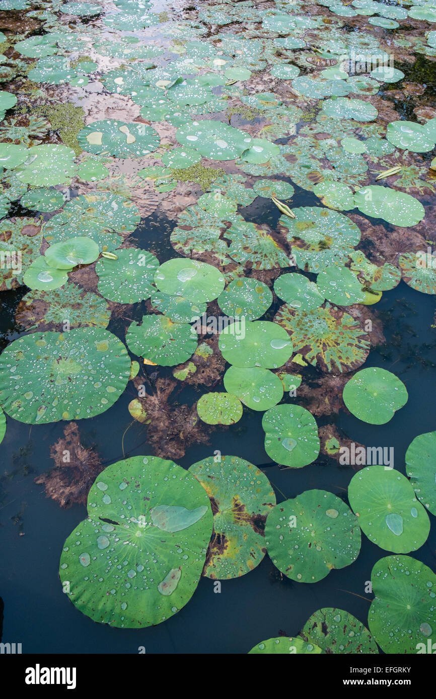Buddhism flowers plants at moat lion rock fortress sigiriya hi-res ...