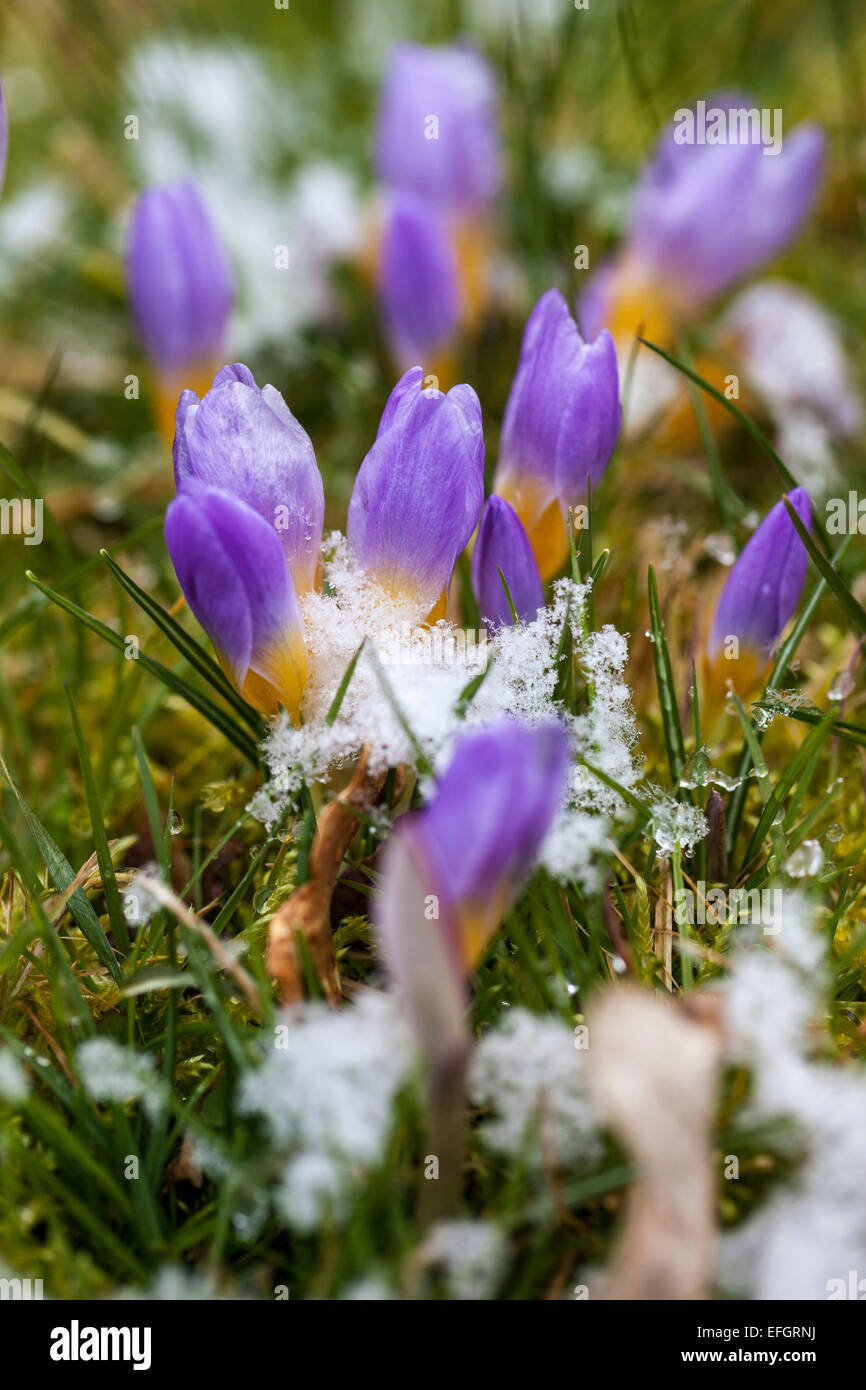 Blue firefly hi-res stock photography and images - Alamy