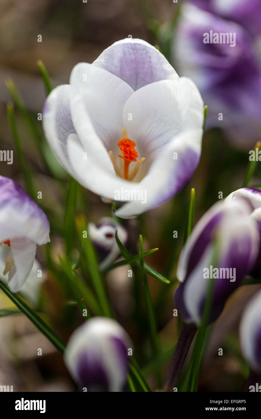 Crocus chrysanthus 'Prins Claus' Stock Photo - Alamy