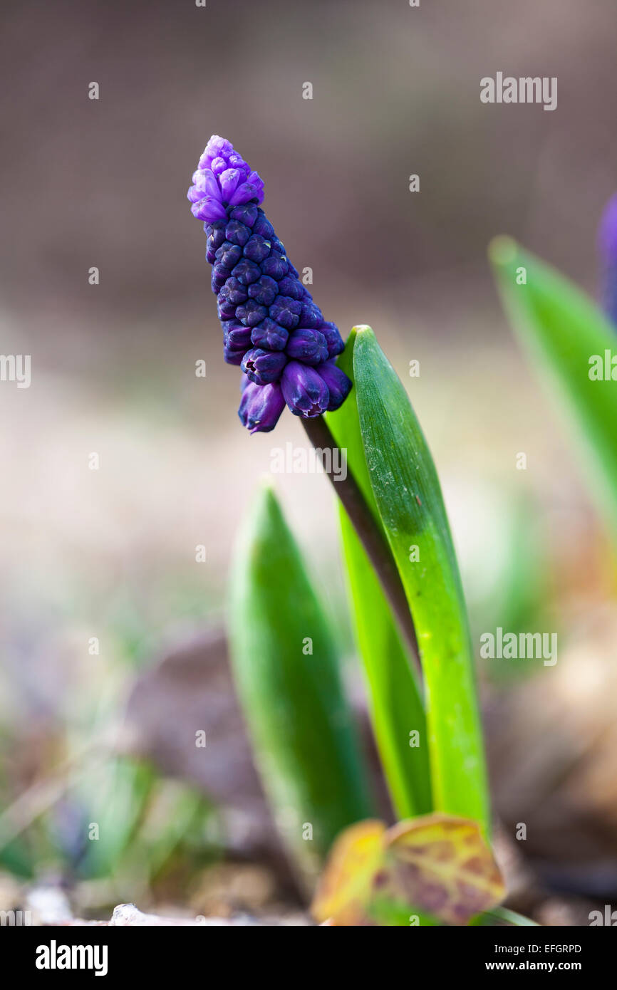 Muscari bulb hi-res stock photography and images - Alamy