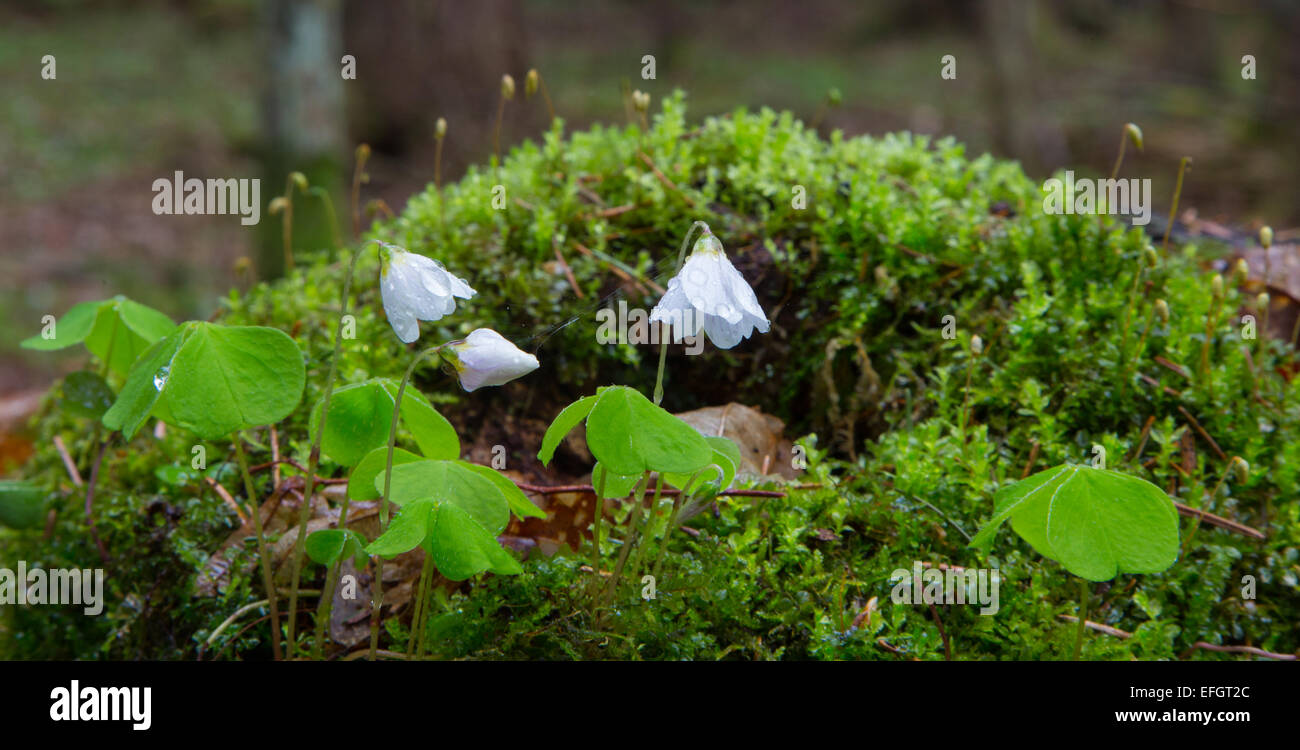 Sorrel plant hi-res stock photography and images - Alamy