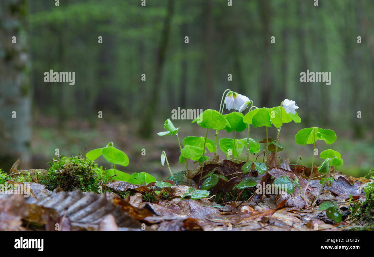 Wood-sorrel plant closeup against fuzzy forest stand background Stock ...