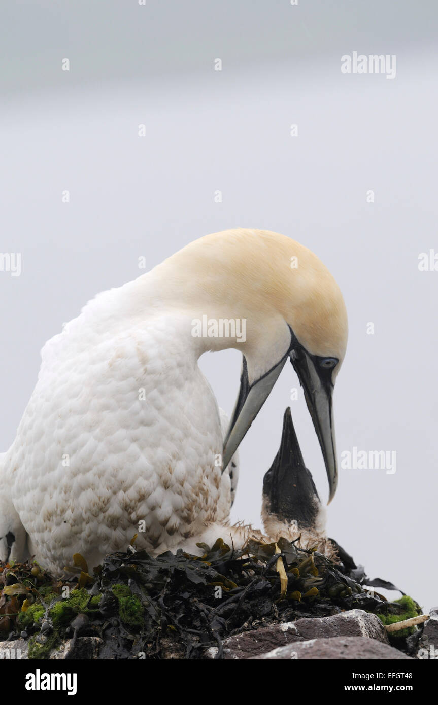 Gannet chick and parent hi-res stock photography and images - Alamy