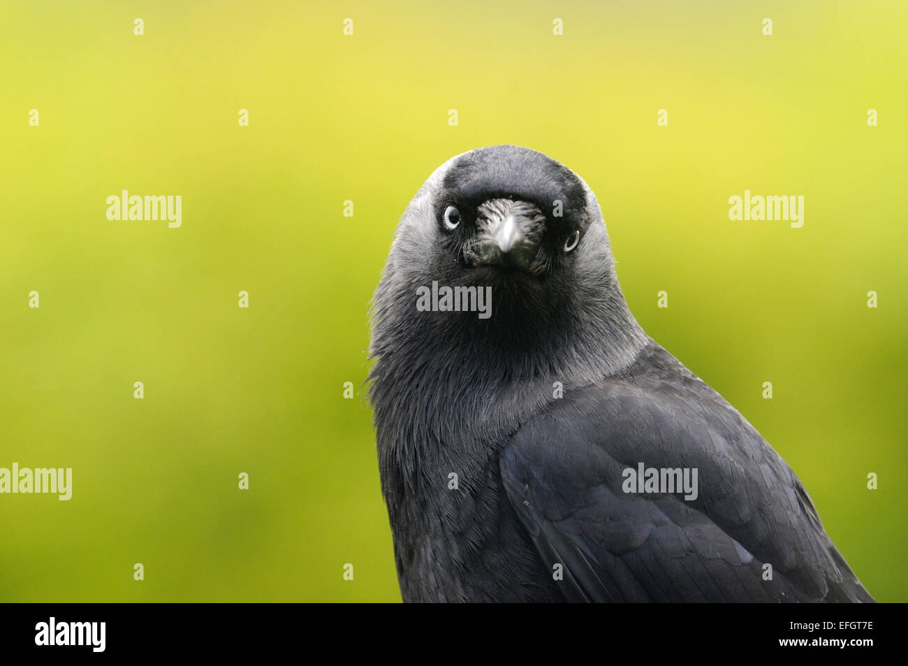 Western jackdaw looking at the camera Stock Photo - Alamy