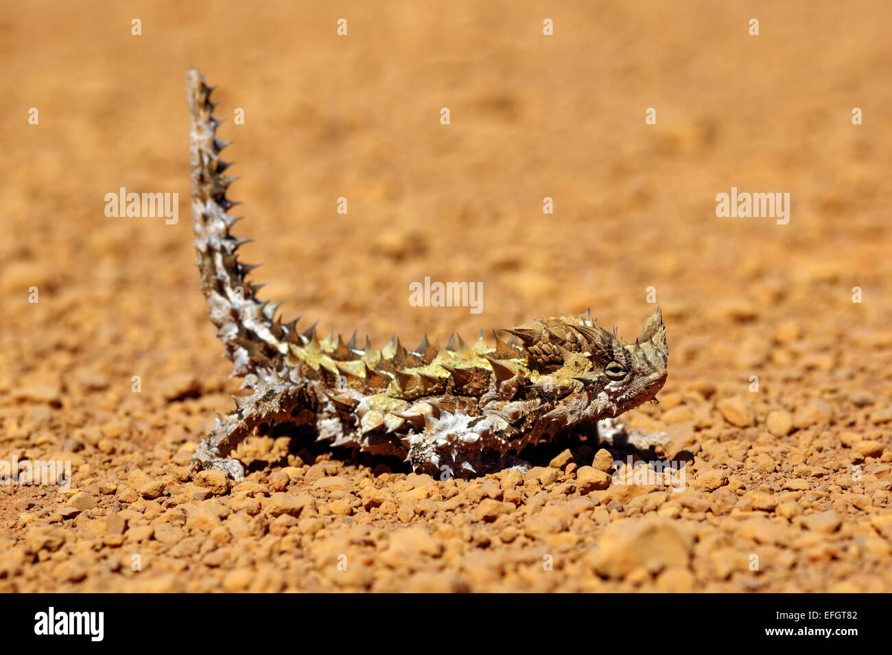 Thorny dragon or thorny devil (Moloch horridus) is an Australian lizard ...