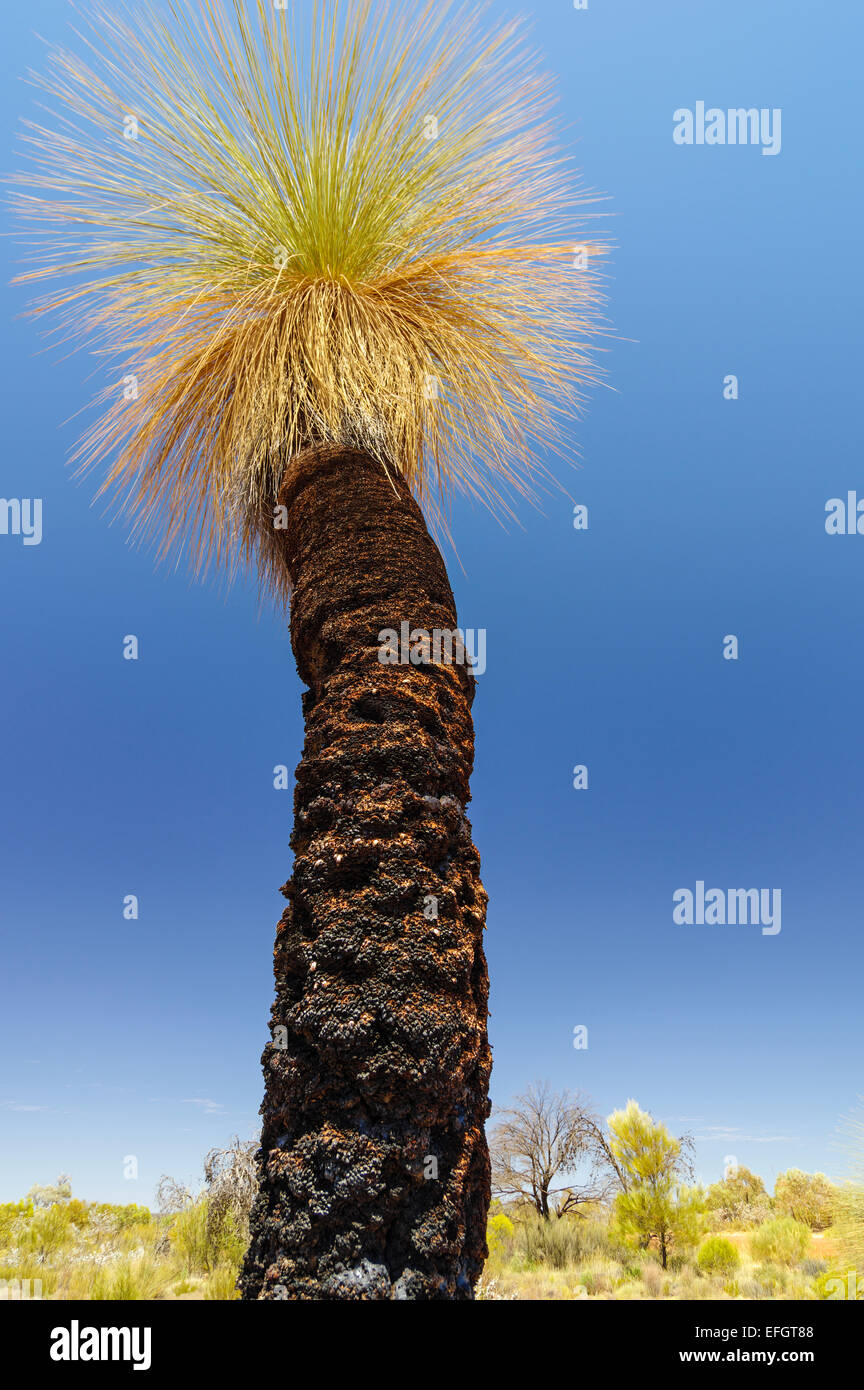 Balga hi-res stock photography and images - Alamy