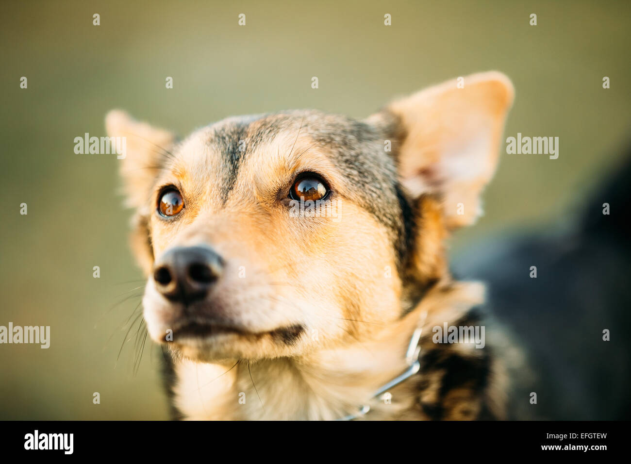 Clever dog hi-res stock photography and images - Alamy