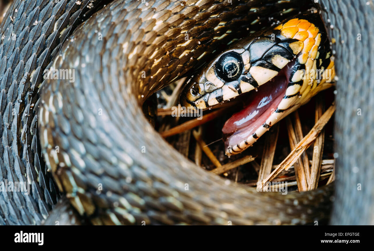 Grass Snake (Natrix Natrix) Adder Head Raising In Hibernation Stock ...