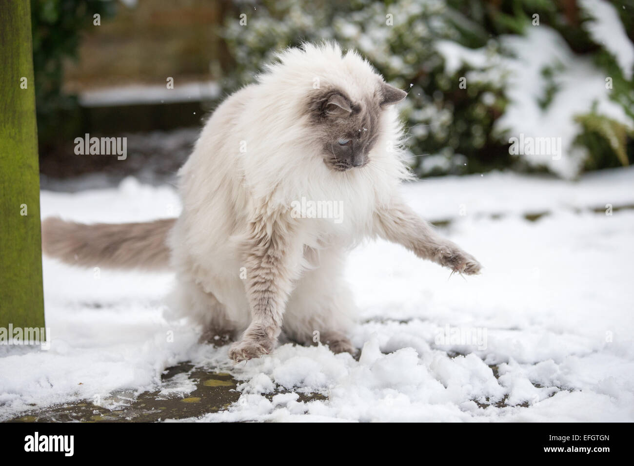 RAGDOLL CAT PLAYS IN THE SNOW FOR THE FIRST TIME Stock Photo - Alamy