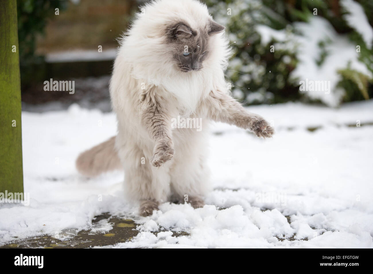 Furry rag hi-res stock photography and images - Alamy