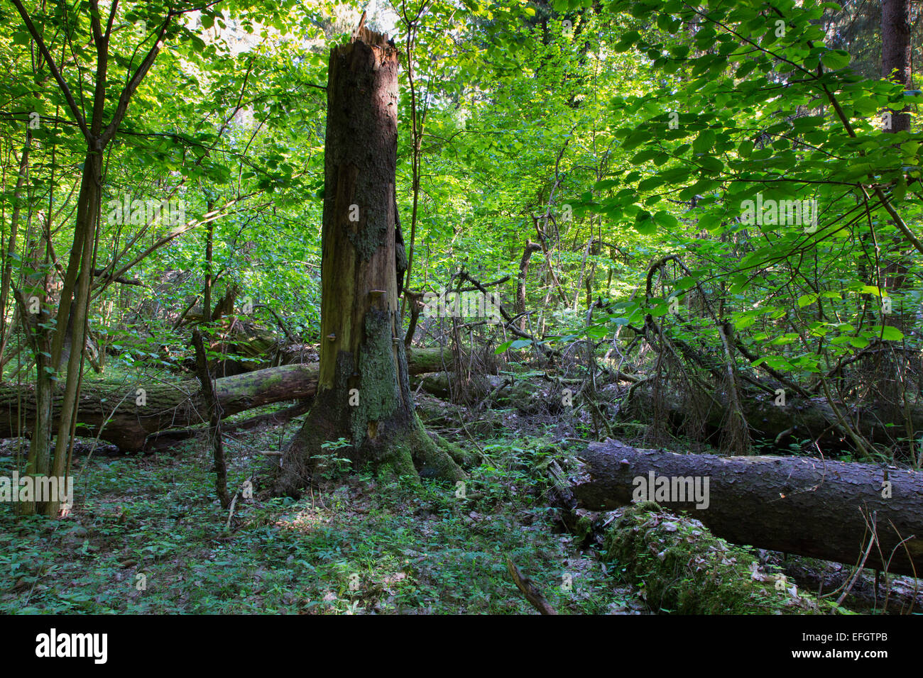 Old spruce tree stump and rest of lying and old natural deciduous stand ...