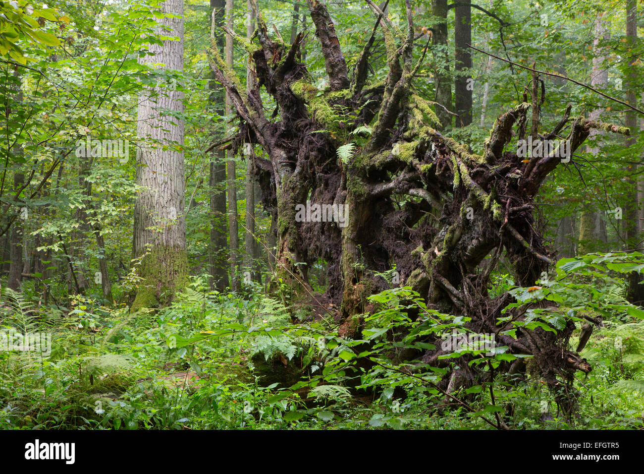 Wind broken old spruce tree broken lying inside natural deciduous stand ...
