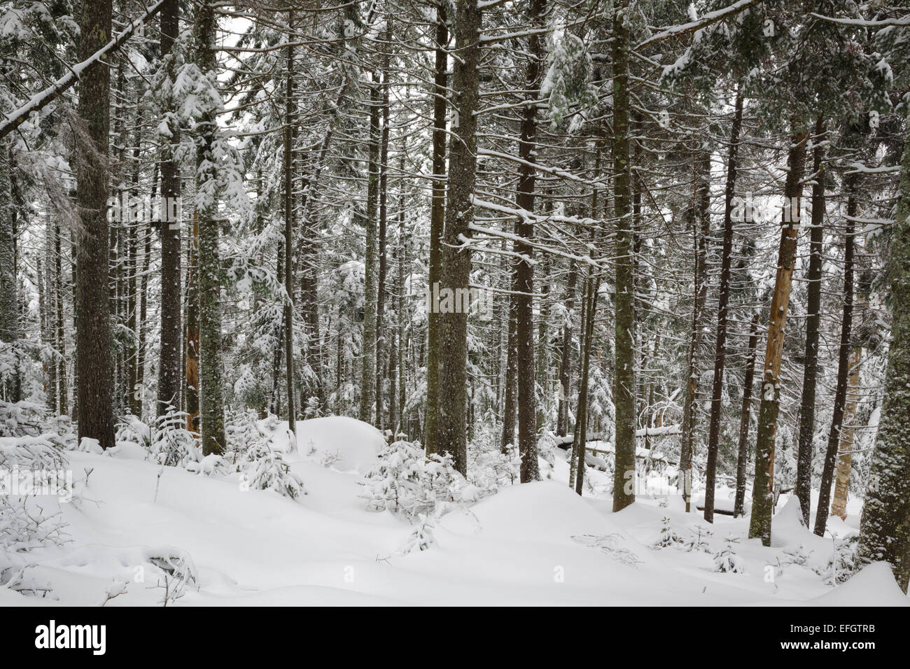 Softwood forest on the northern slopes of Mount Jim in Kinsman Notch of ...